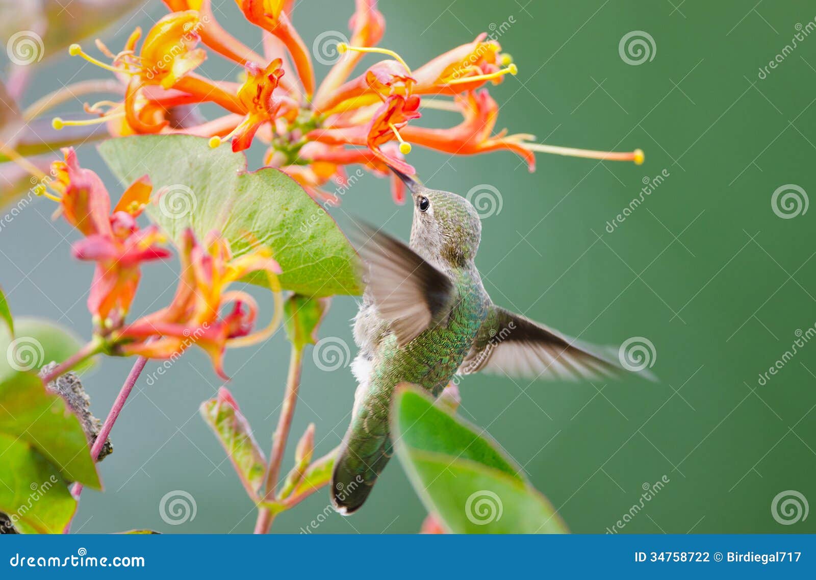 Annas Hummingbird Feeding on Honeysuckle Flowers Stock Photo - Image of ...