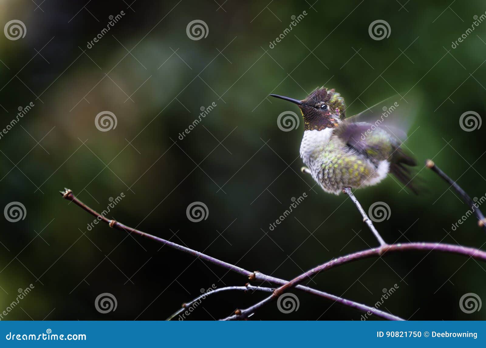 Anna`s Hummingbird Landing on a Branch Stock Photo - Image of japanese ...
