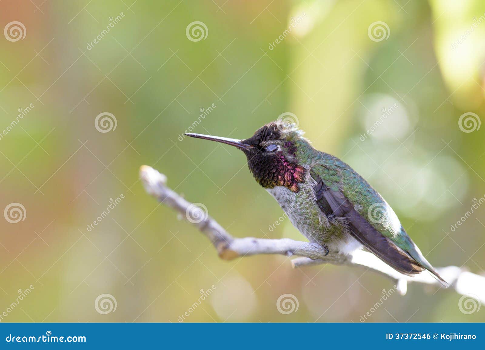 Anna s Hummingbird stock photo. Image of side, tree, iridescent - 37372546