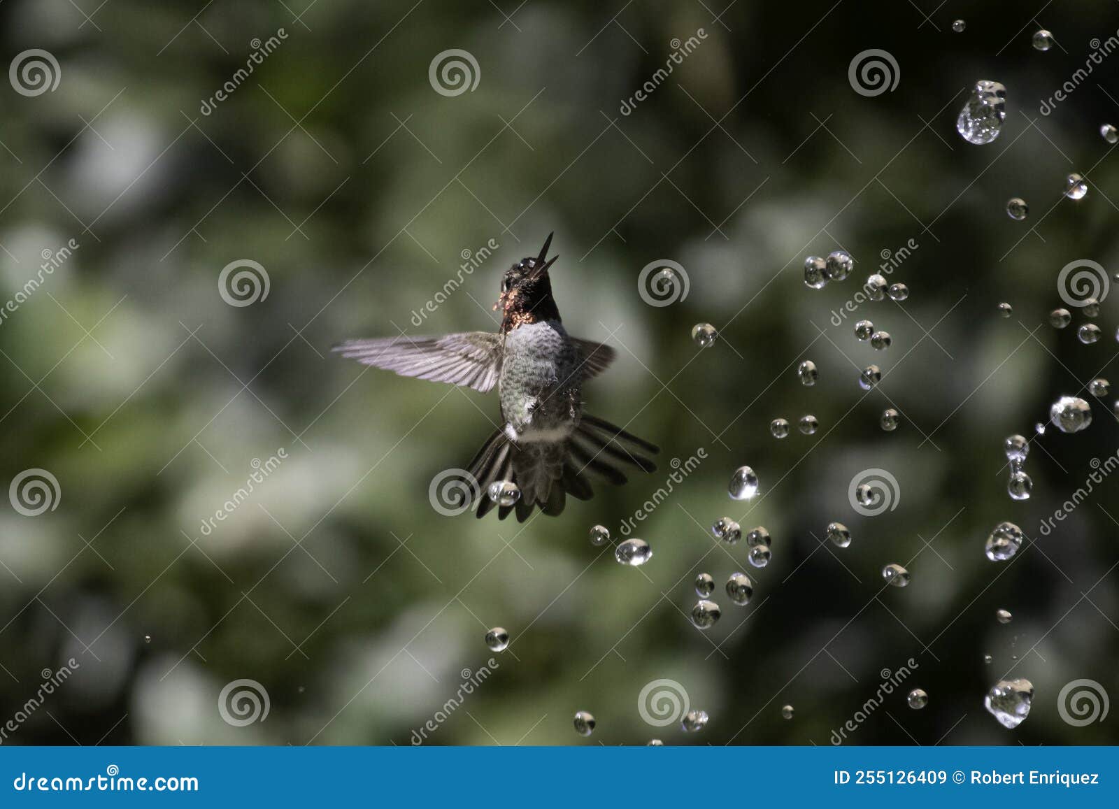 An Anna S Hummingbird Playing in Drops of Fountain Water Stock Image ...