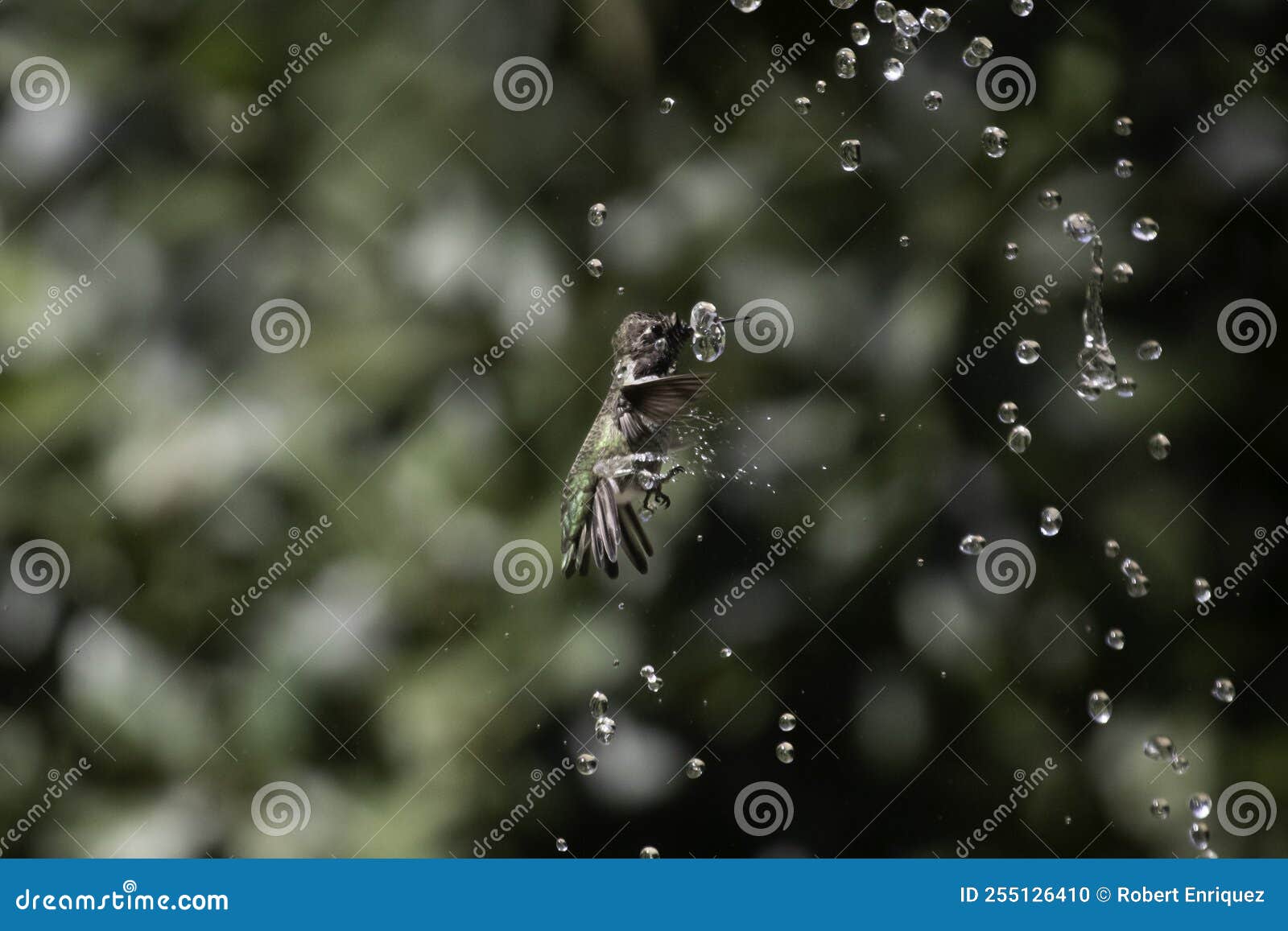 An Anna S Hummingbird Playing in Drops of Fountain Water Stock Photo ...
