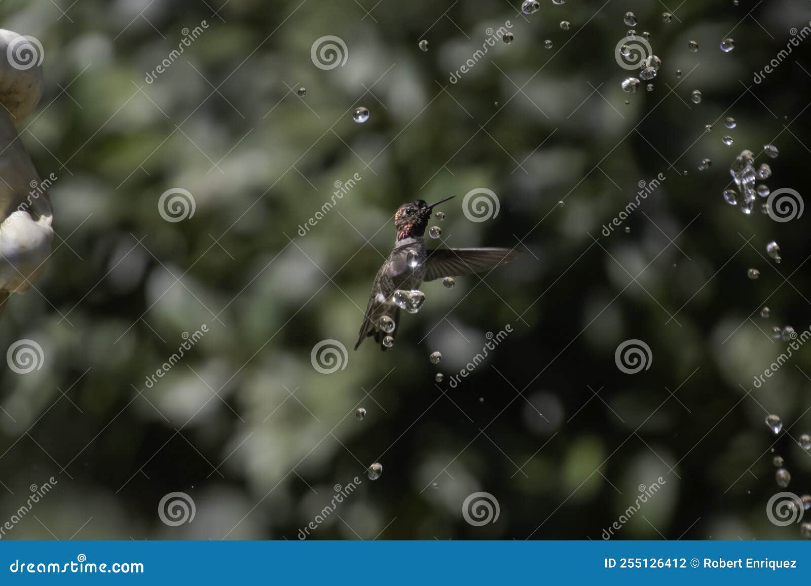 An Anna S Hummingbird Playing in Drops of Fountain Water Stock Photo ...