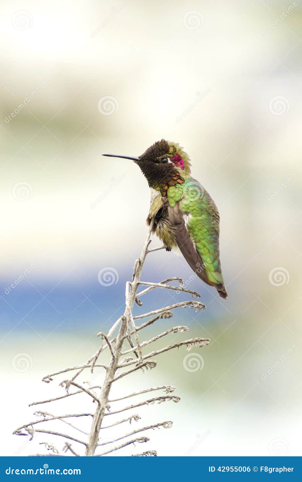 Anna s hummingbird stock photo. Image of bill, bird, forked - 42955006