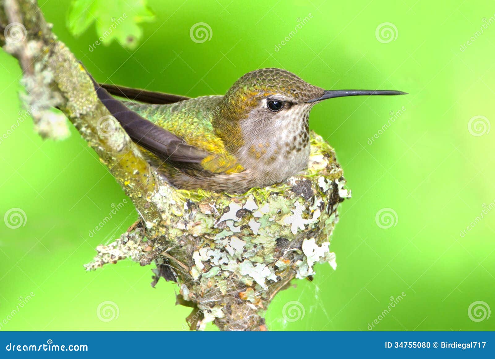 Annas Hummingbird Sitting on Eggs Stock Photo - Image of female, anna ...