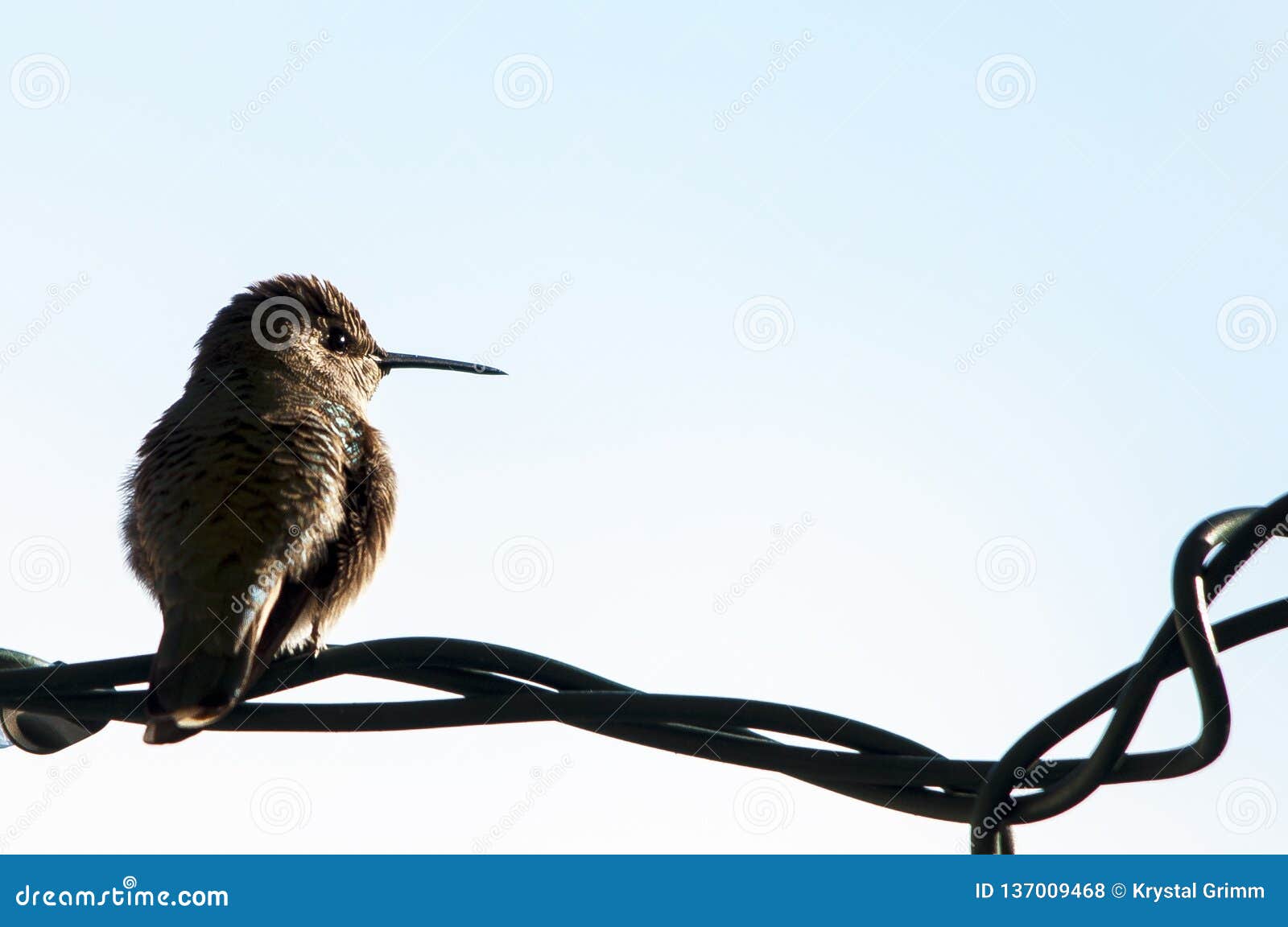 Anna& X27;s Hummingbird Sitting on Wire Stock Photo - Image of bird ...