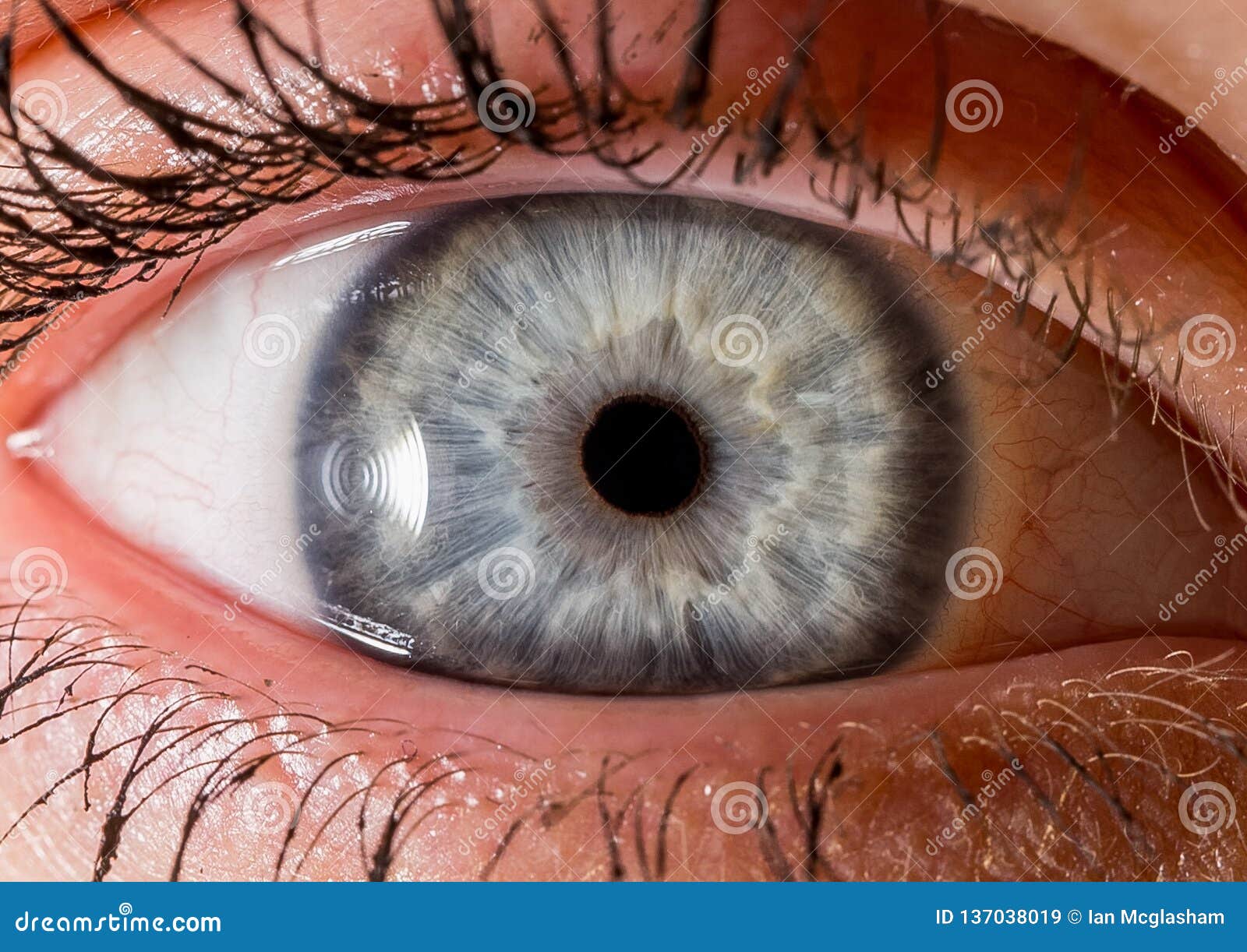 Close Up Eye. Close Up Iris. Very Close Macro Shot of an Eyeball Stock ...