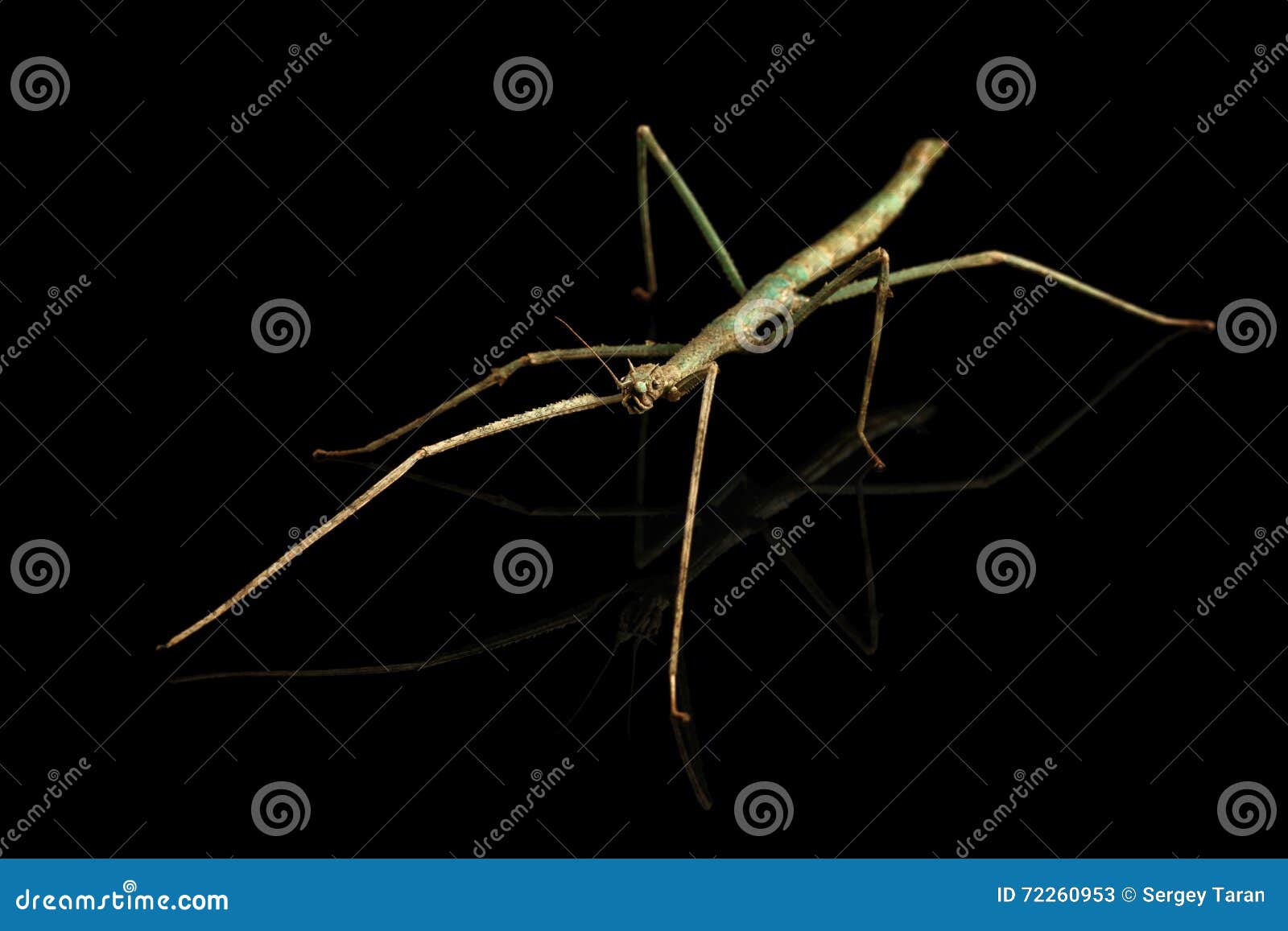 Annam Stick Insect - Baculum Extradentata Isolated on Black Stock Image ...