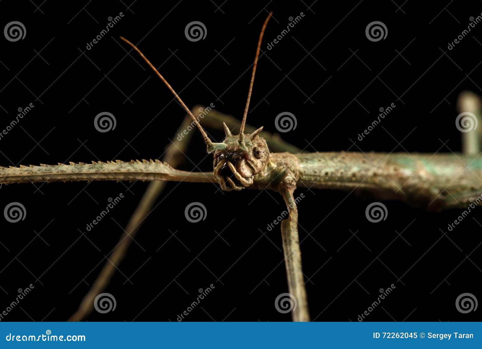 Annam Stick Insect - Baculum Extradentata Isolated on Black Stock Image ...