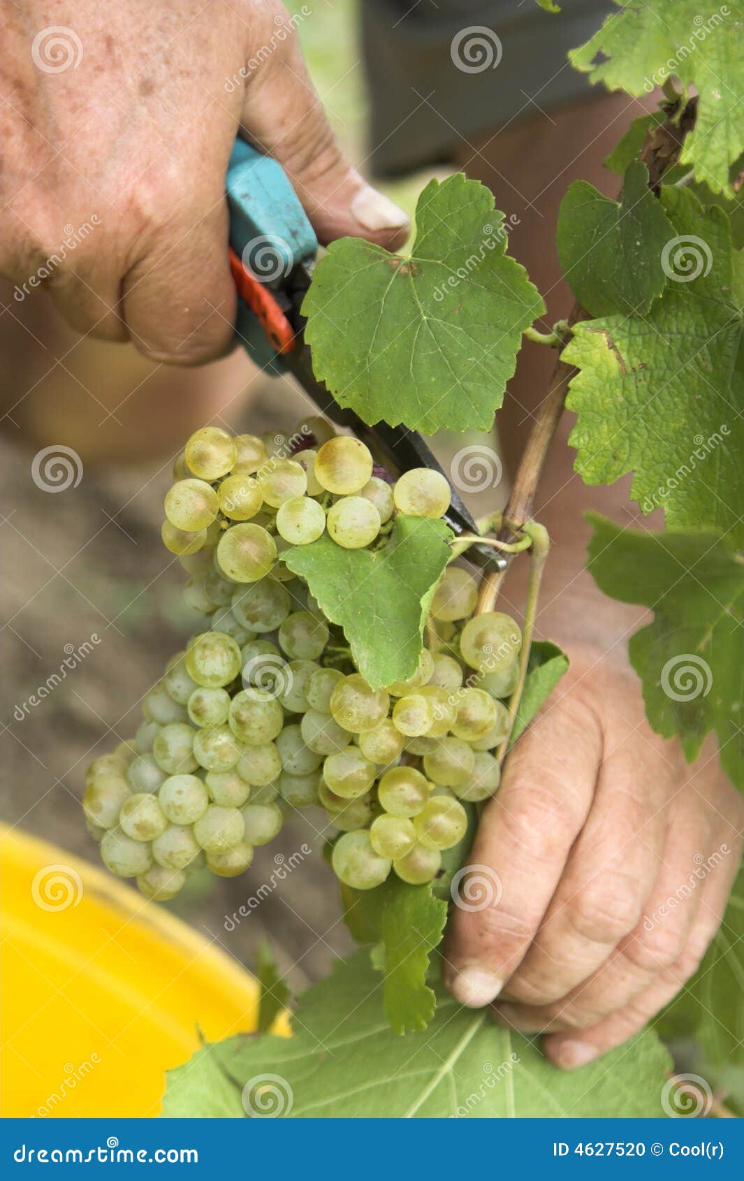 Annata fotografia stock. Immagine di taglio, mietitrice - 4627520