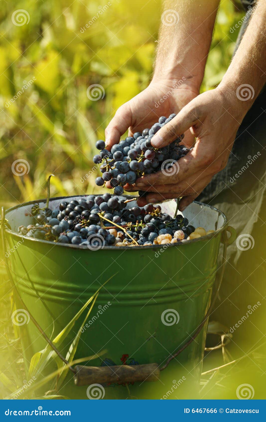 Annata fotografia stock. Immagine di annata, uomo, verde - 6467666