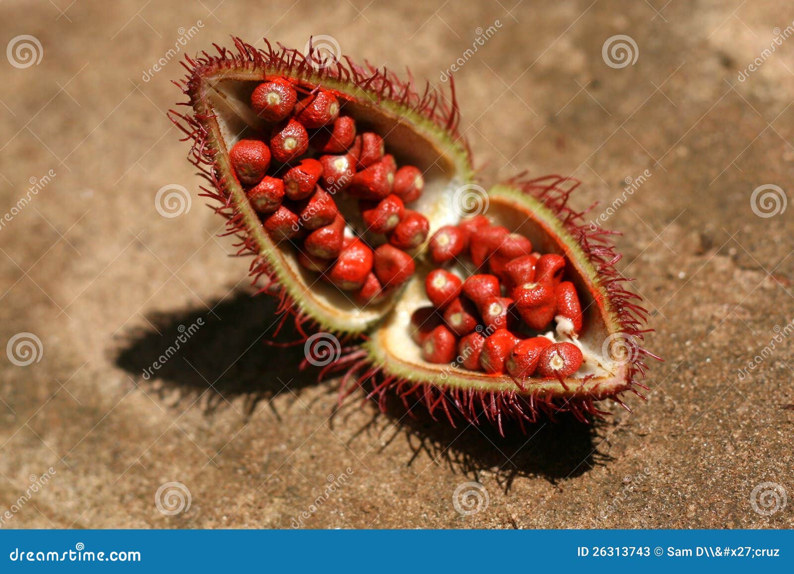 Annato - Spice Tour, Zanzibar Stock Image - Image of shell, ripe: 26313743