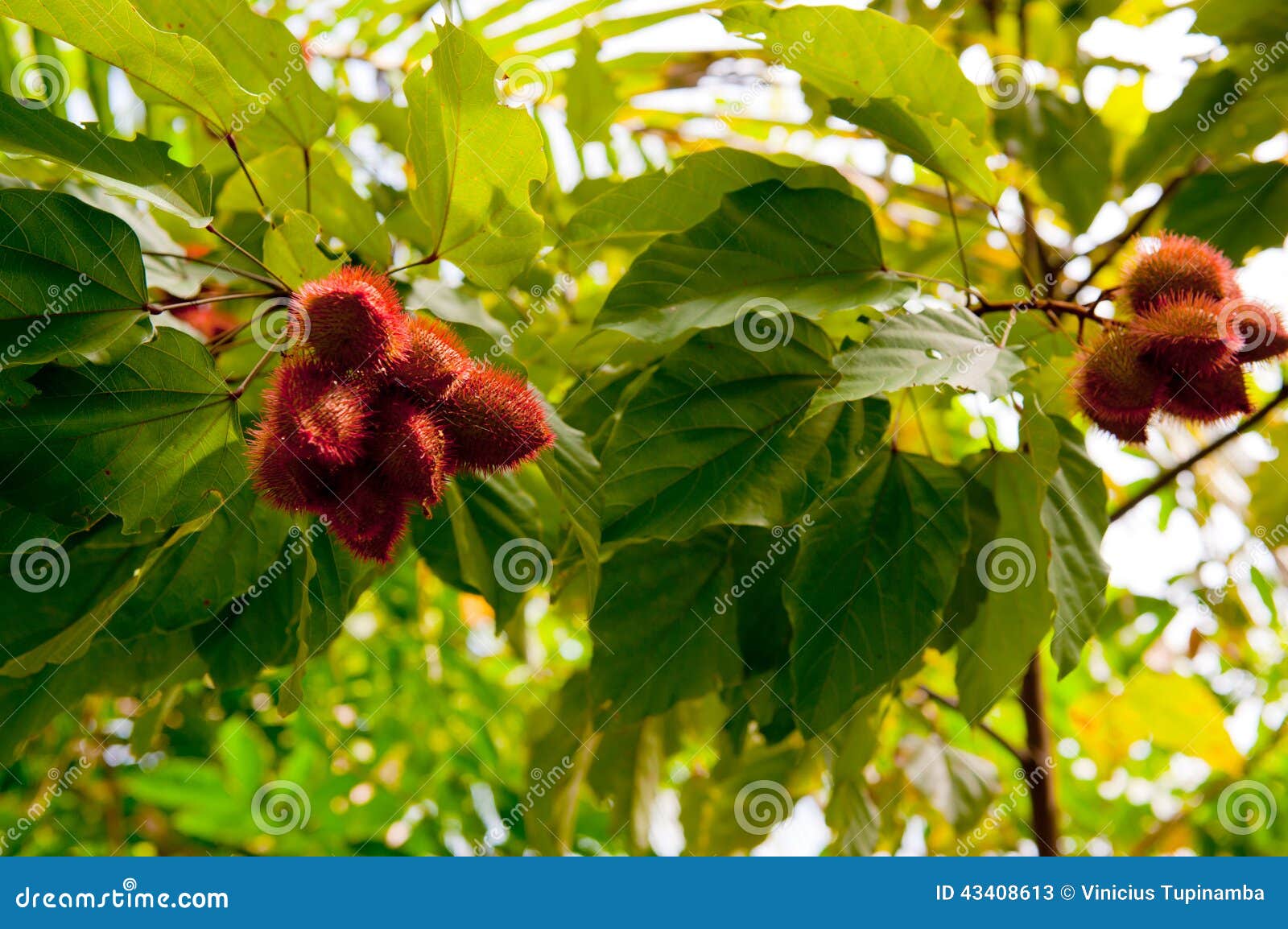 Annatto fotografering för bildbyråer. Bild av grön, frukt - 43408613