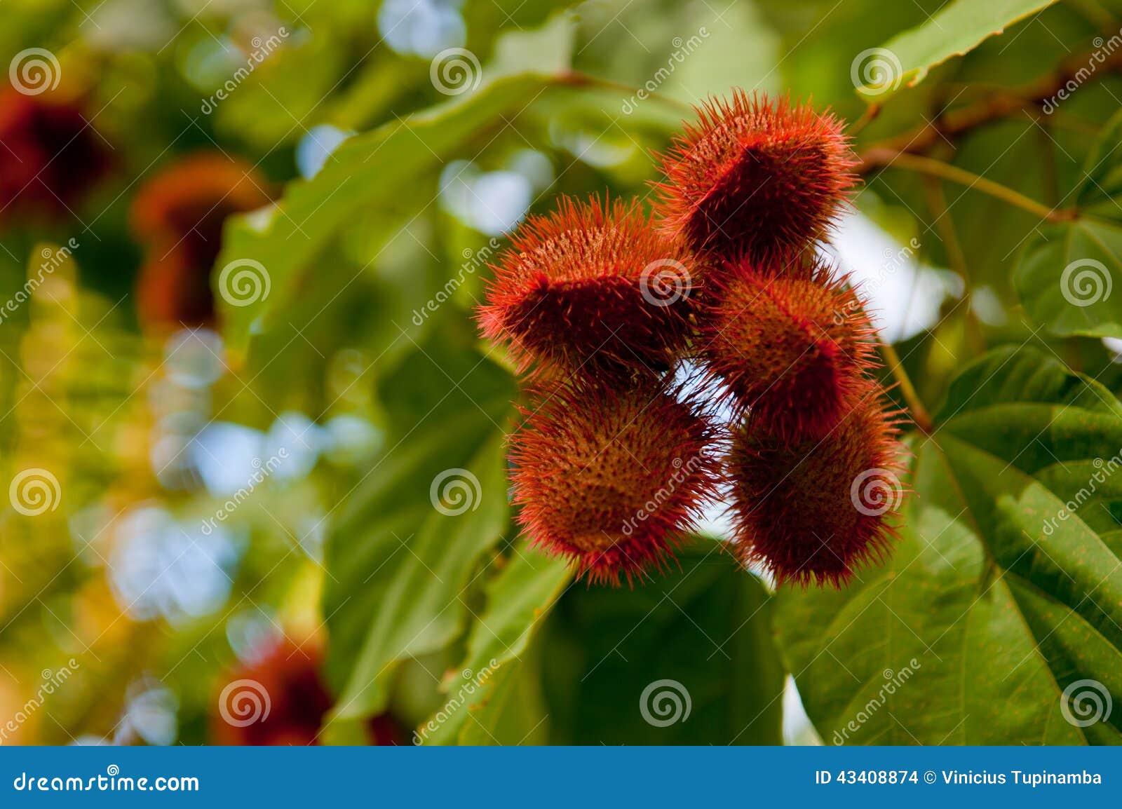Annatto stock photo. Image of tint, farm, plaint, fruit - 43408874