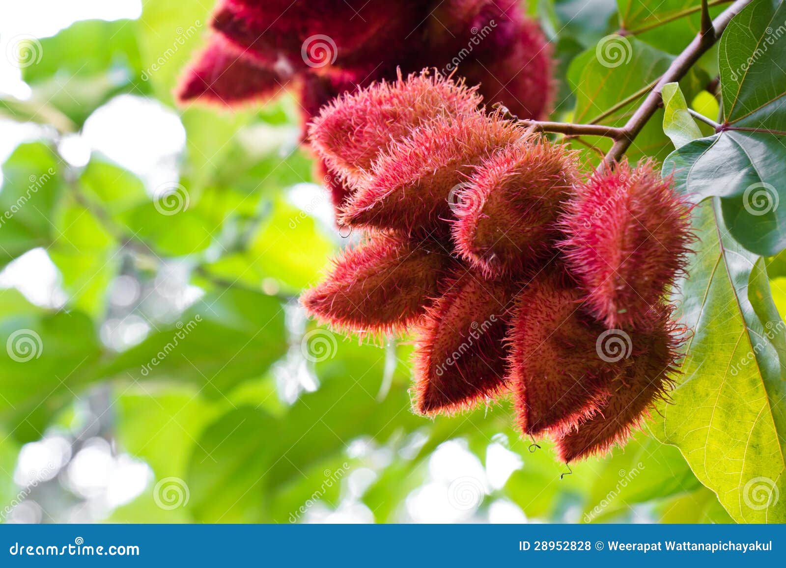Annatto tree stock photo. Image of fruit, closeup, seeds - 28952828