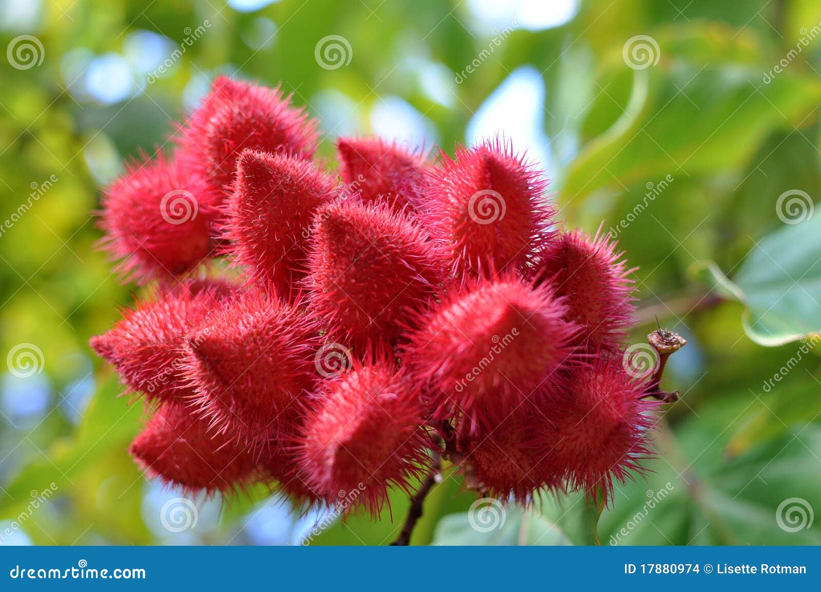 Annatto tree detail stock photo. Image of nature, tree - 17880974