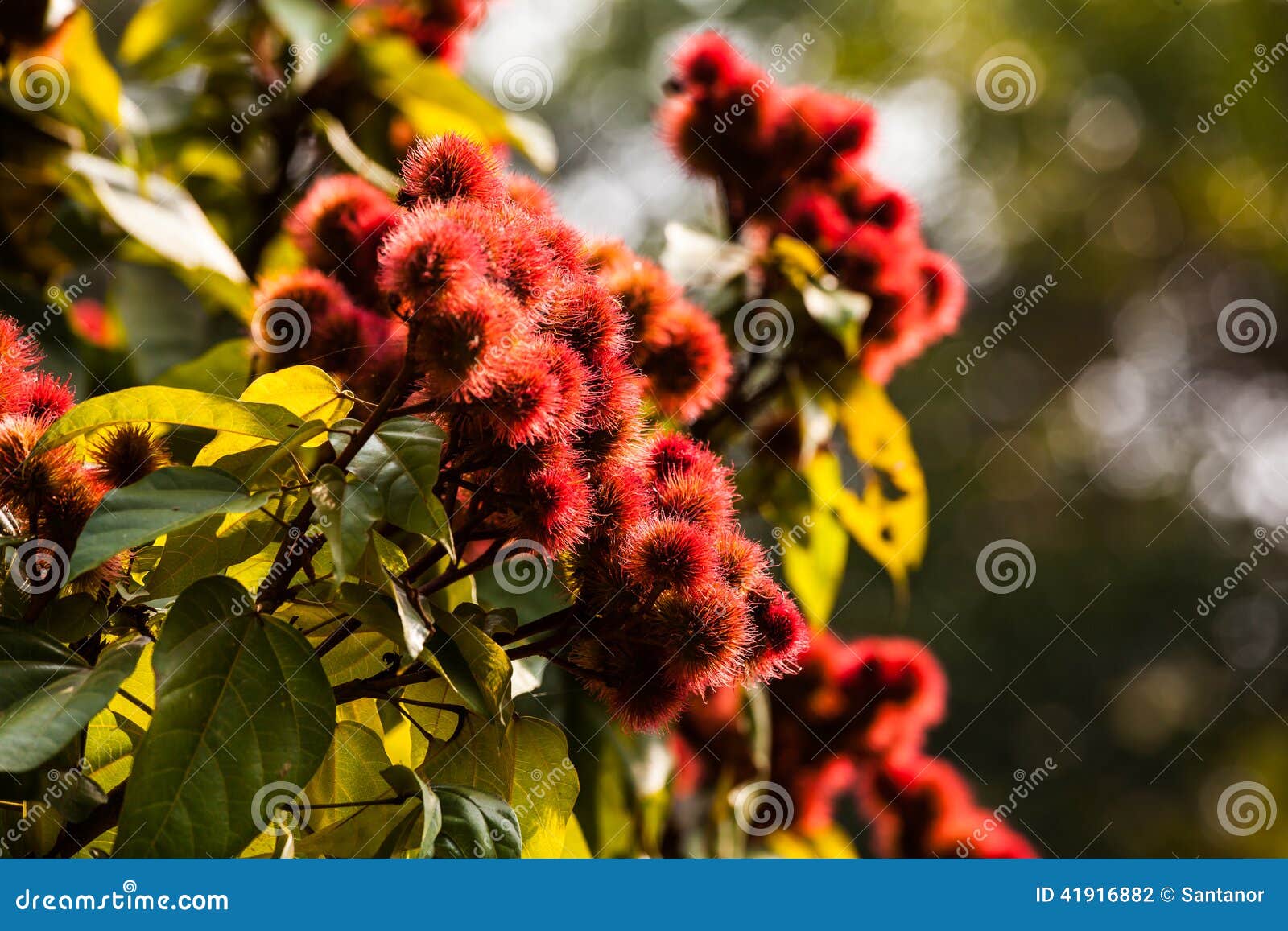 Annatto tree stock photo. Image of achiote, tropical - 41916882
