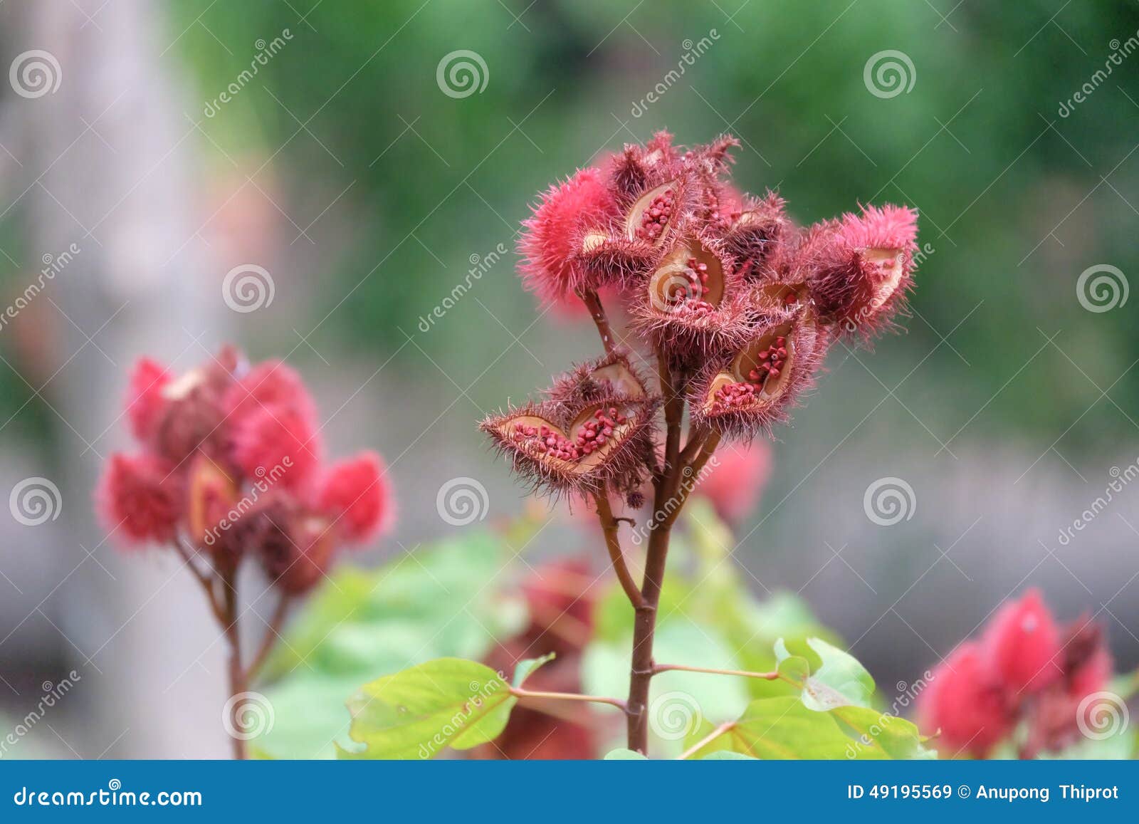 Annatto Tree in the Forest, Thailand Stock Image - Image of natural ...
