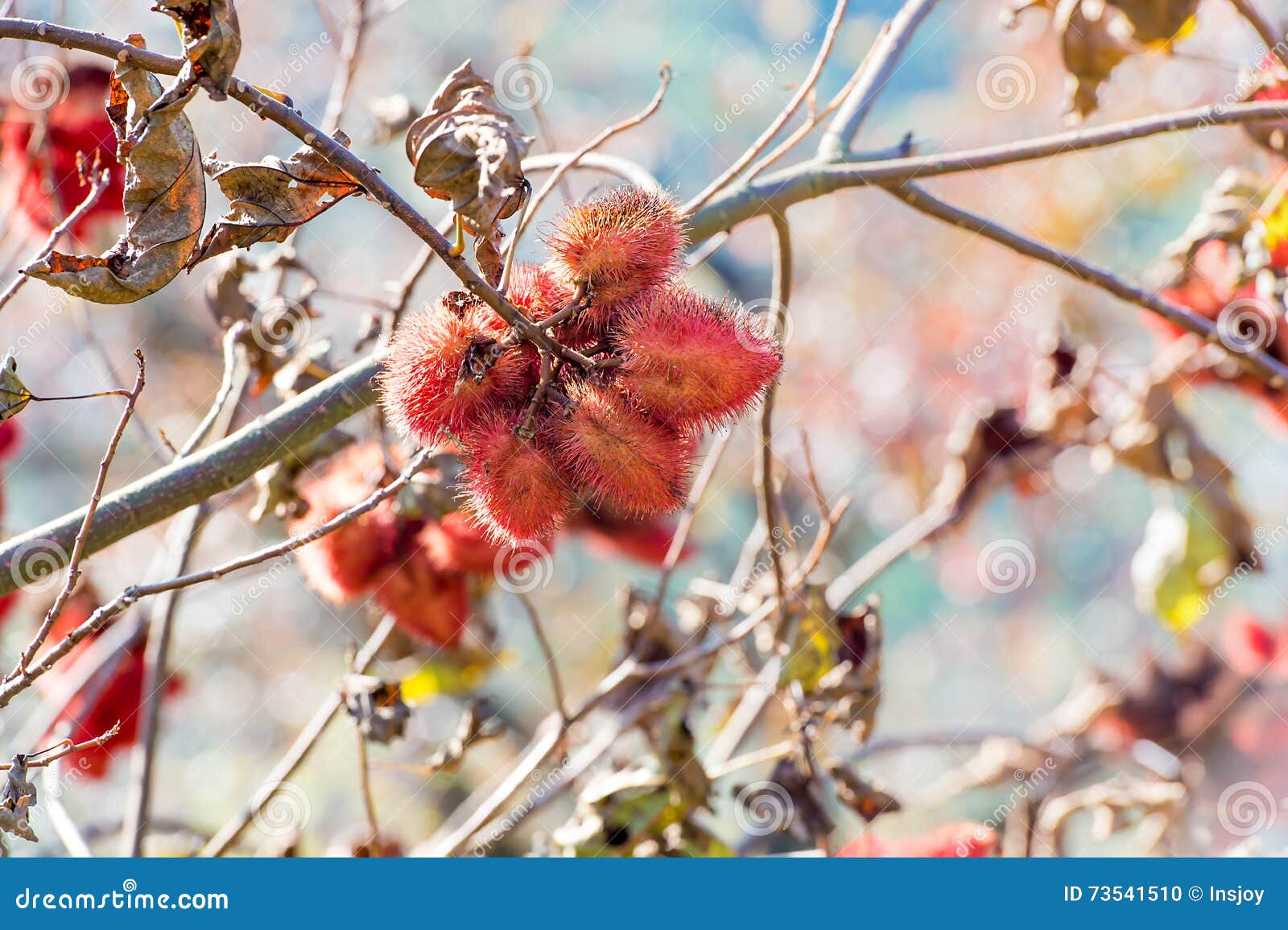 Annatto tree stock photo. Image of natural, diversity - 73541510