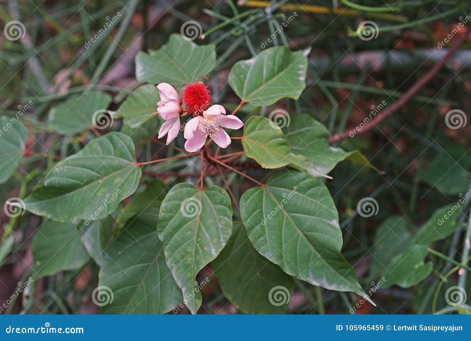 Annatto Tree, Medicinal Plant and Pigment Stock Image - Image of garden ...