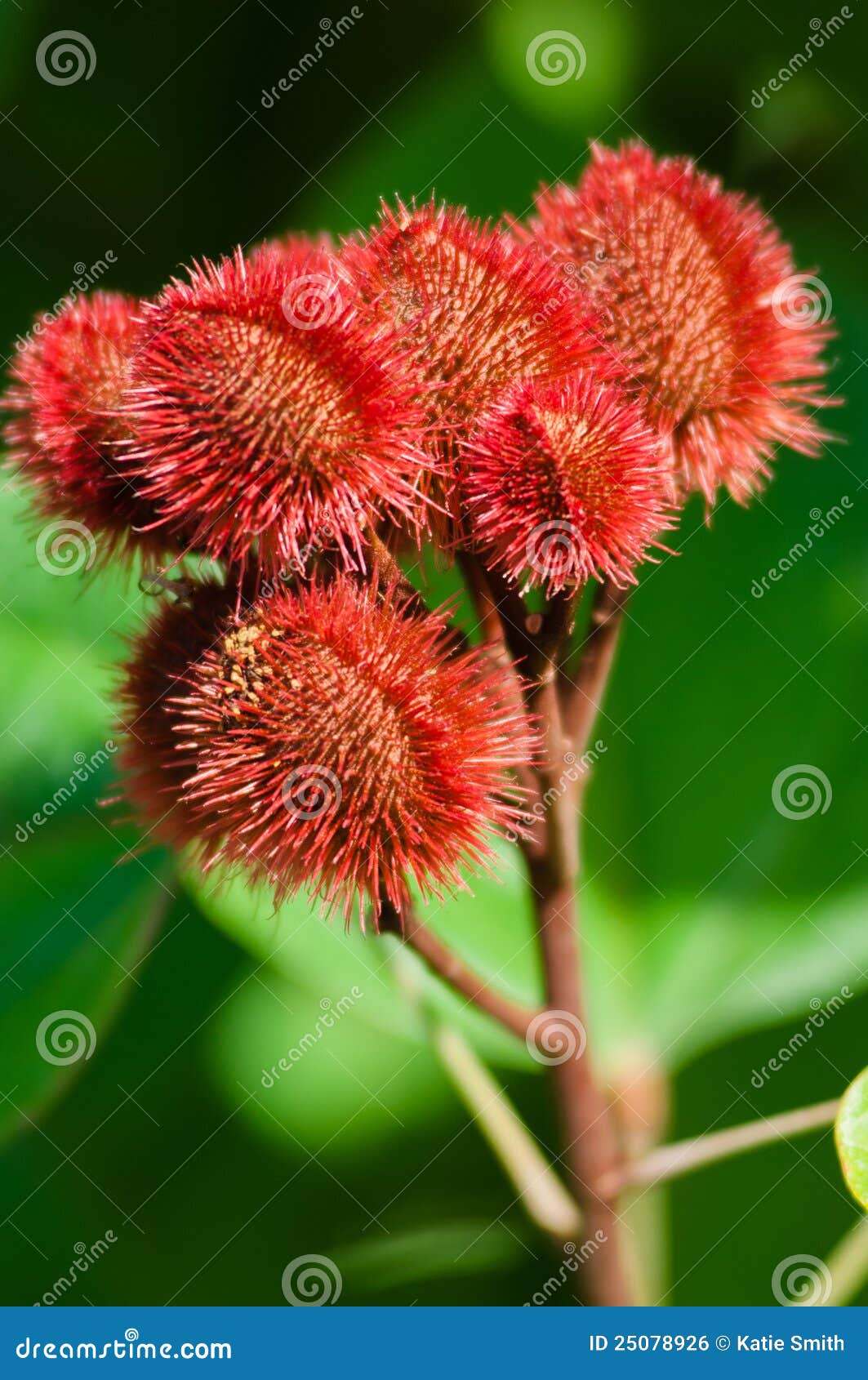 Annatto Tree Seed Pods stock photo. Image of flora, bixa - 25078926