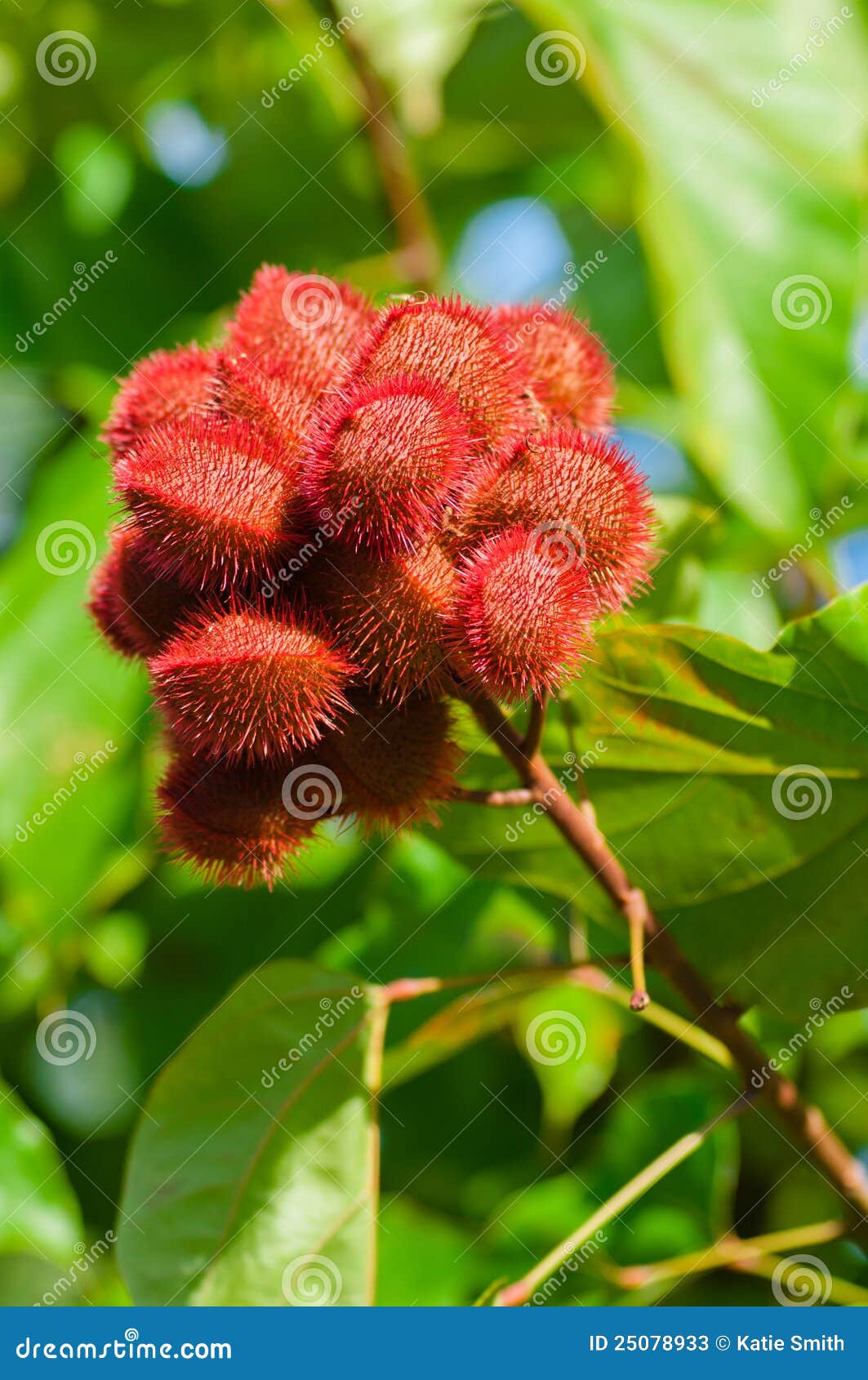 Annatto Tree Seed Pods stock image. Image of texture - 25078933