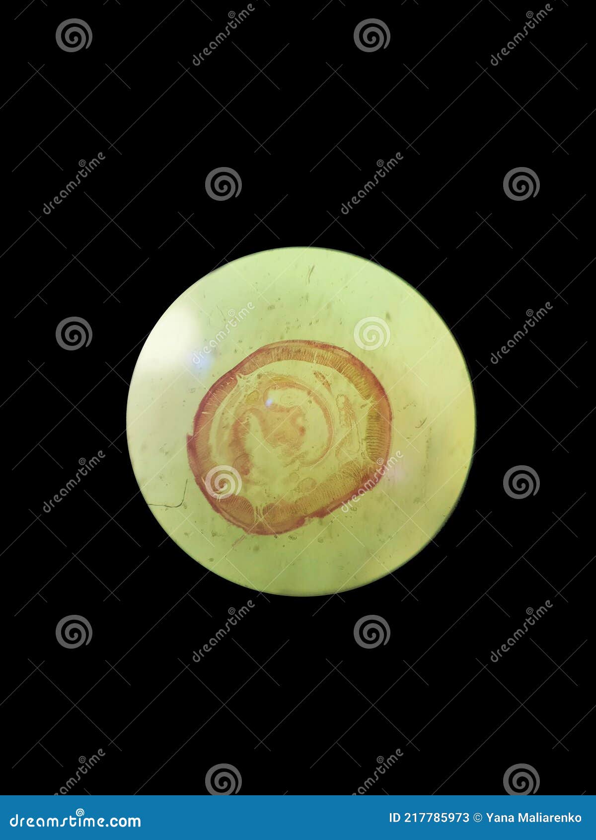 Annelid worm stock image. Image of internal, view, earthworm - 217785973