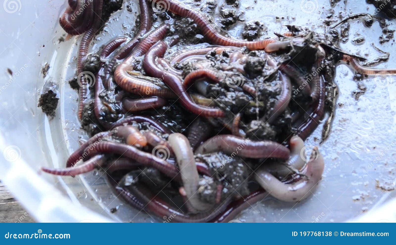 Annelid Worms Crawl in the Container, Dirty Stock Footage - Video of ...