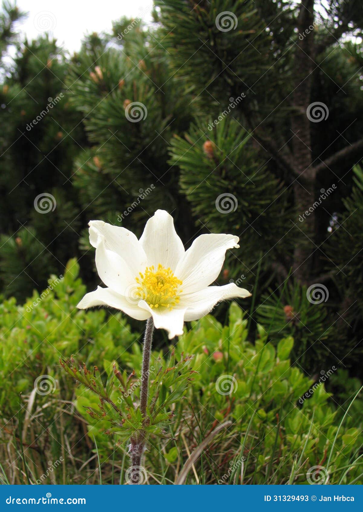 Annemone stock image. Image of slovak, green, annemone - 31329493