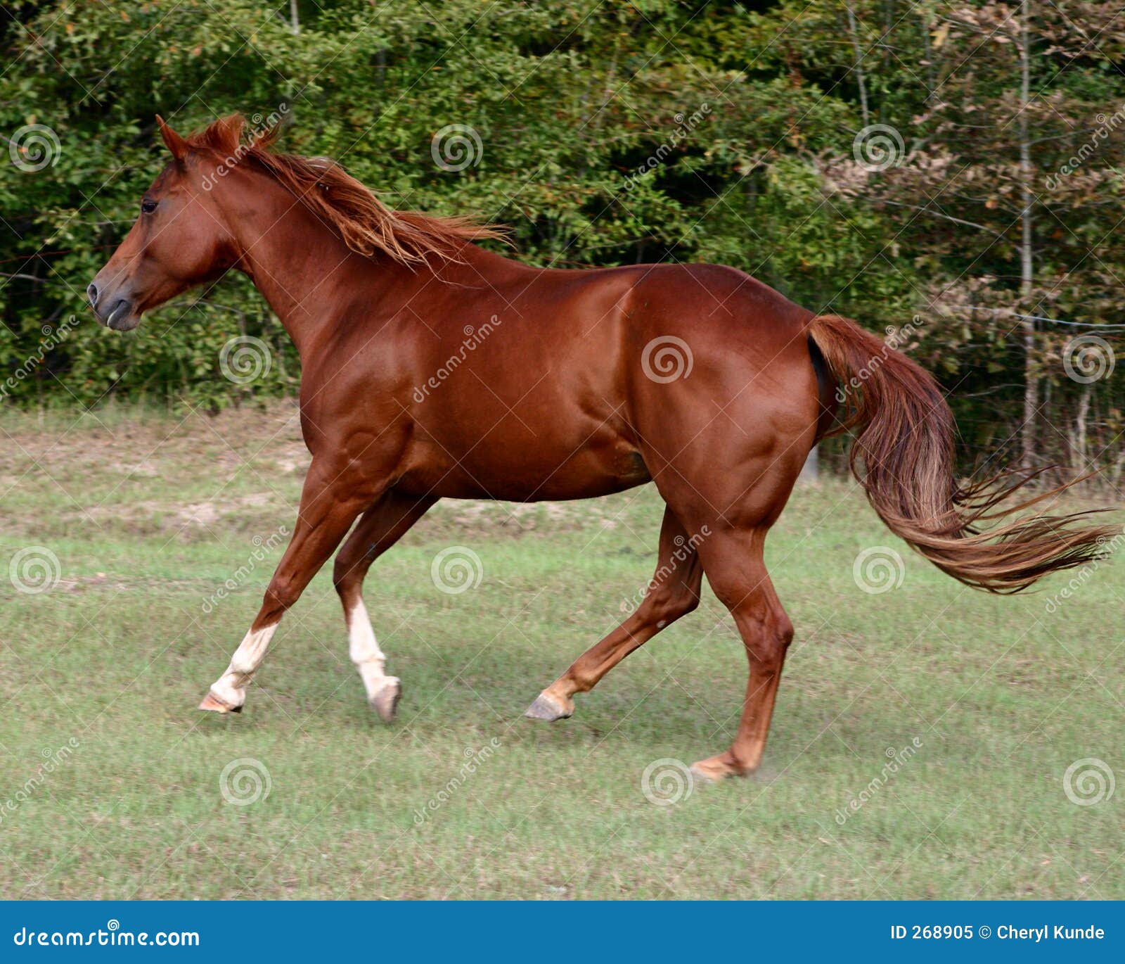 Annie stock image. Image of filly, outdoors, lope, running - 268905