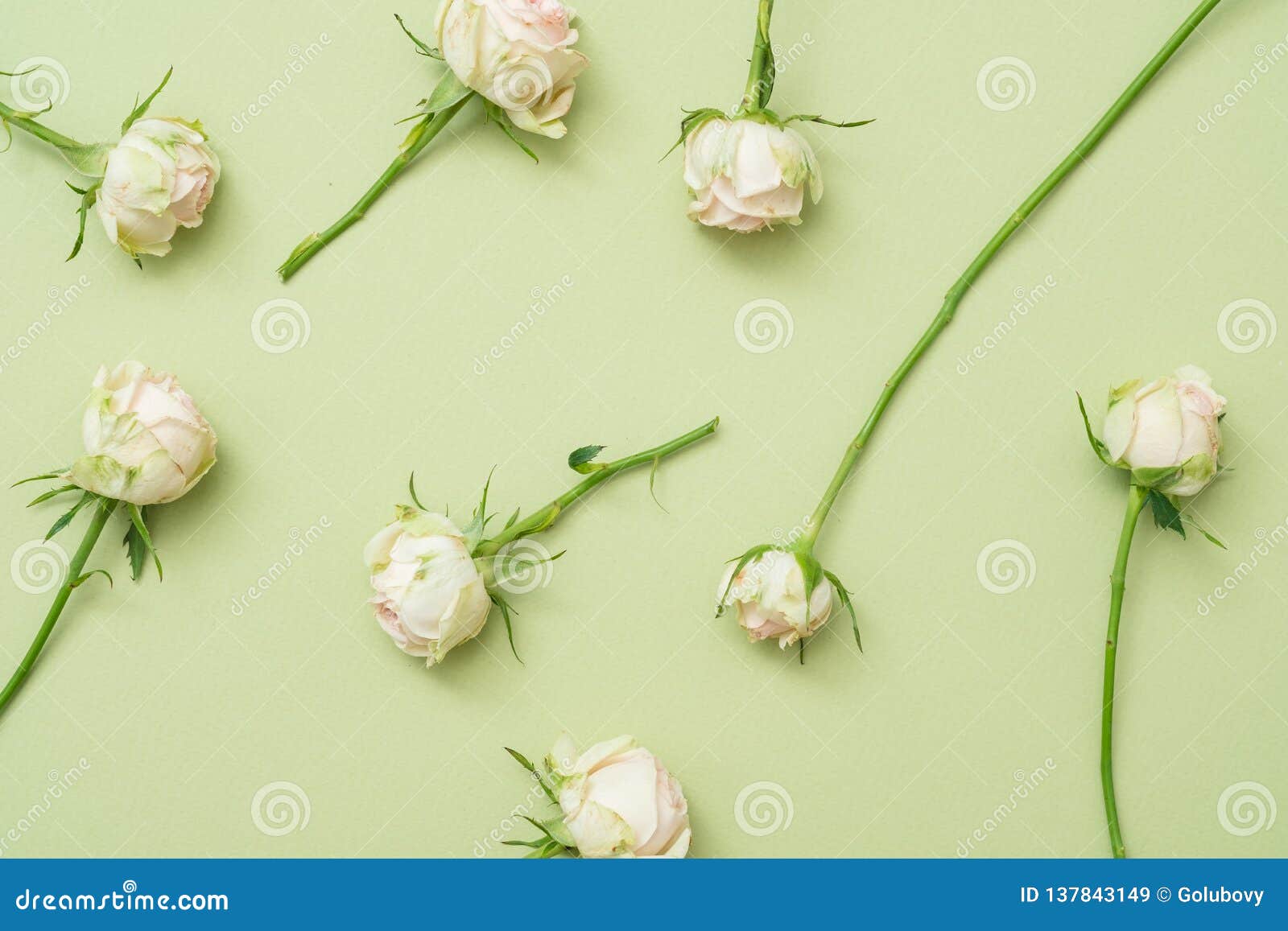 Anniversary Assorted White Roses Green Background Stock Image - Image ...