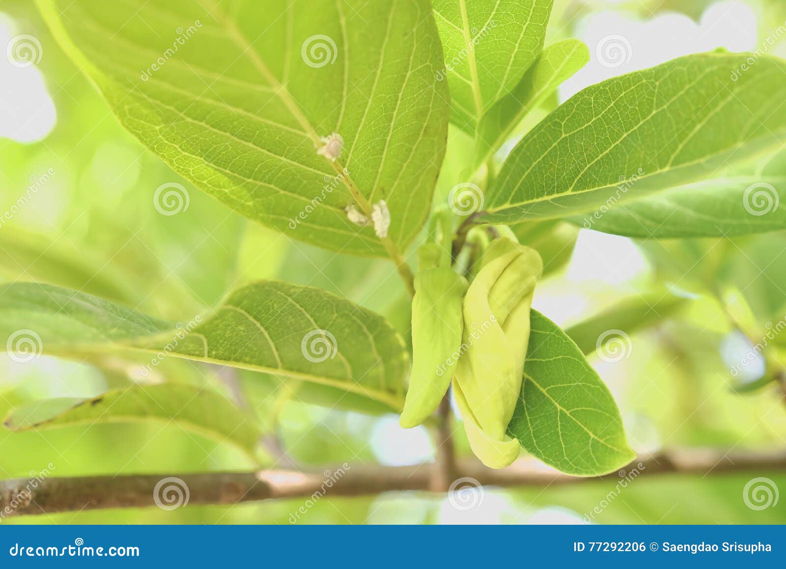 Annona flowers stock photo. Image of durian, freshness - 77292206