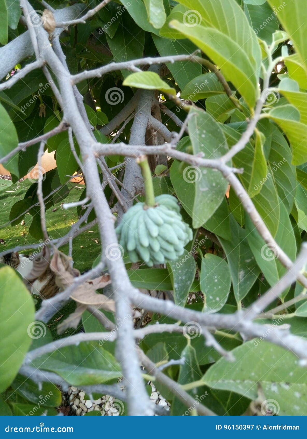 Annona Fruit stock image. Image of tropical, annona, fruit - 96150397