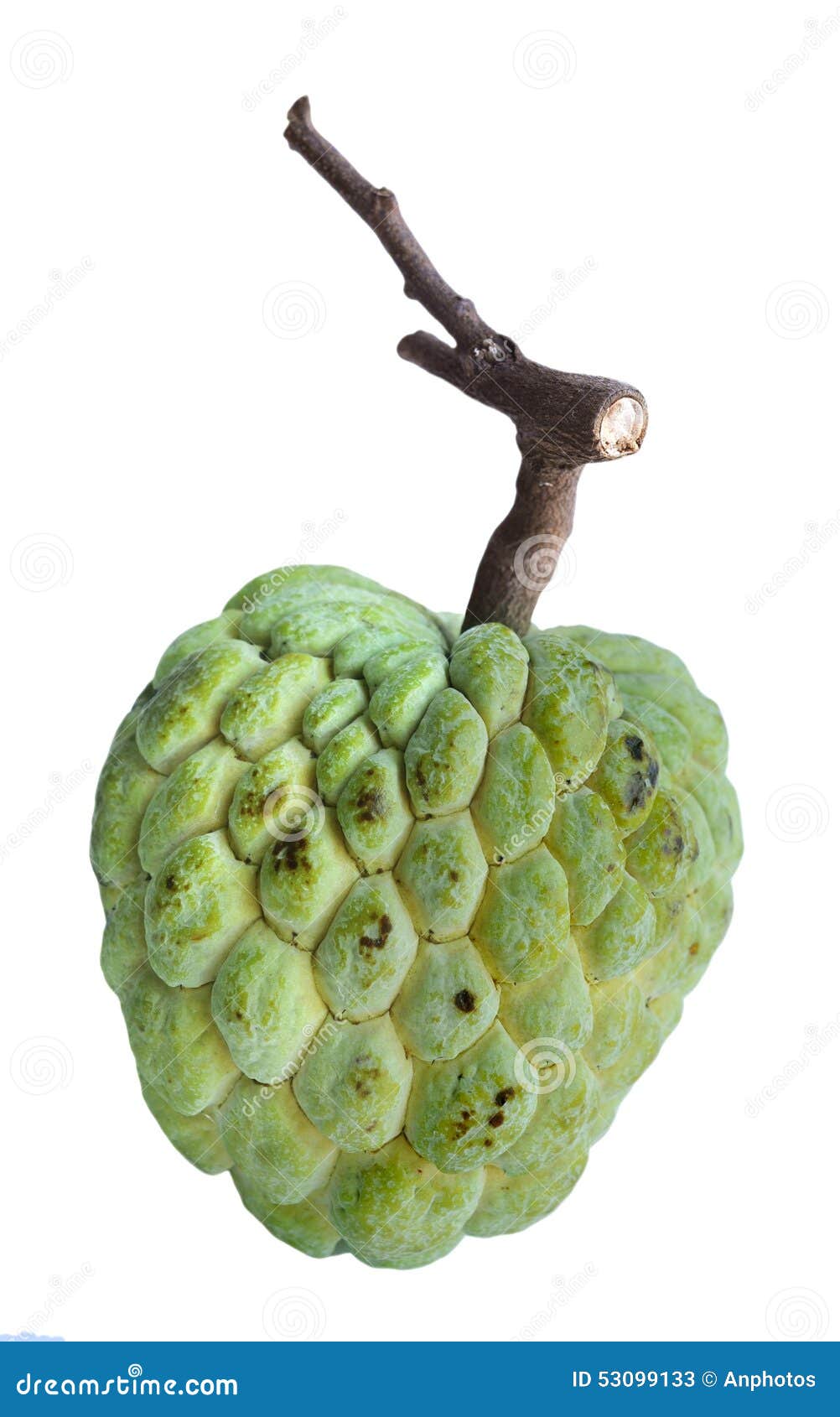 Annona Reticulata,mulwo Fruit Royalty-Free Stock Photography ...