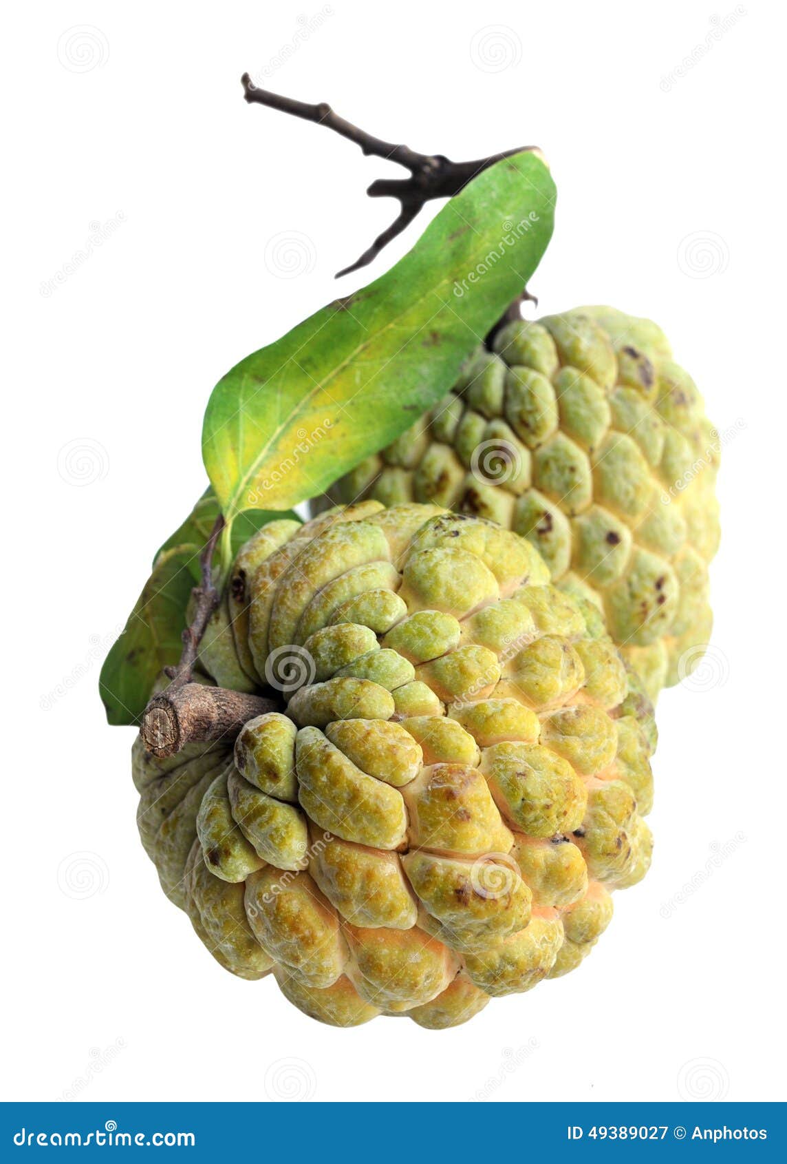 Annona Reticulata,mulwo Fruit Royalty-Free Stock Photography ...