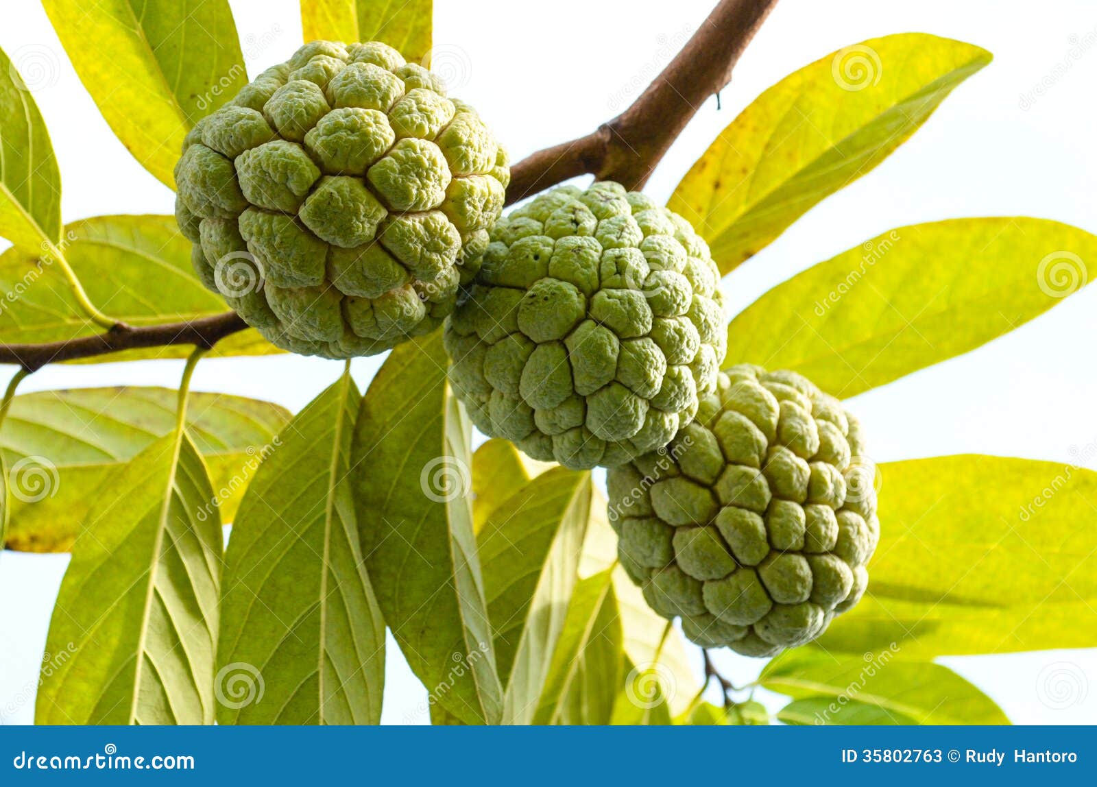 Annona squamosa stock image. Image of basket, heap, green - 35802763