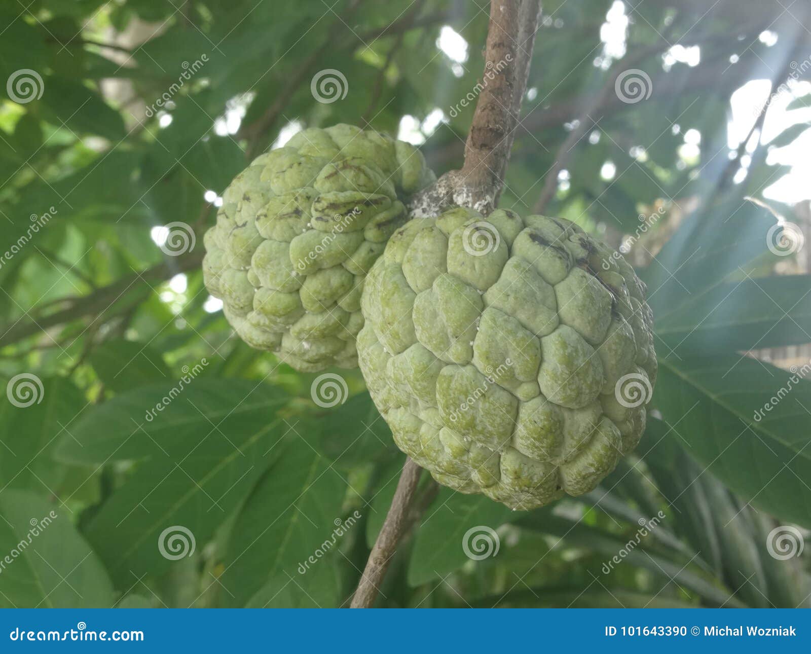 Annona Squamosa - Sugar Apple Tropical Thai Fruit Stock Photo - Image ...
