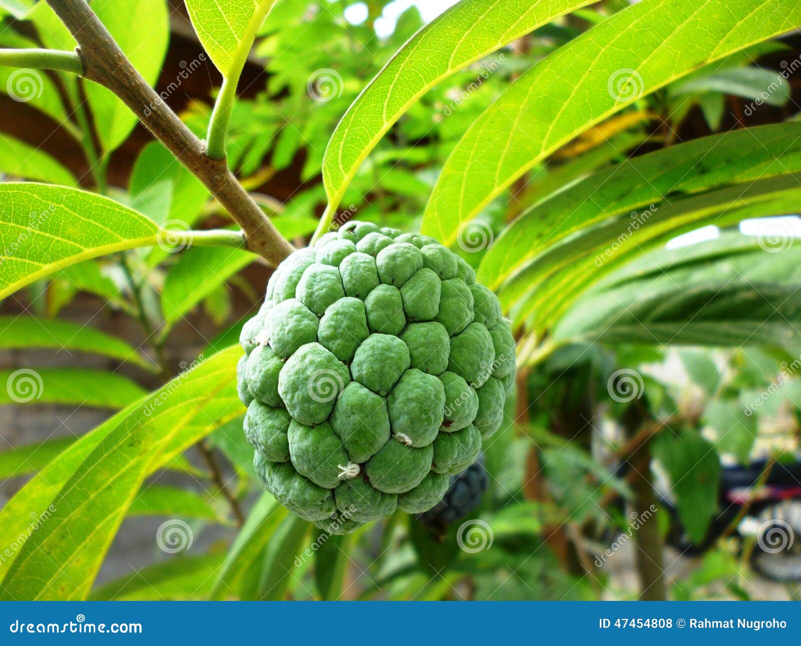 Annona squamosa stock photo. Image of asian, organic - 47454808