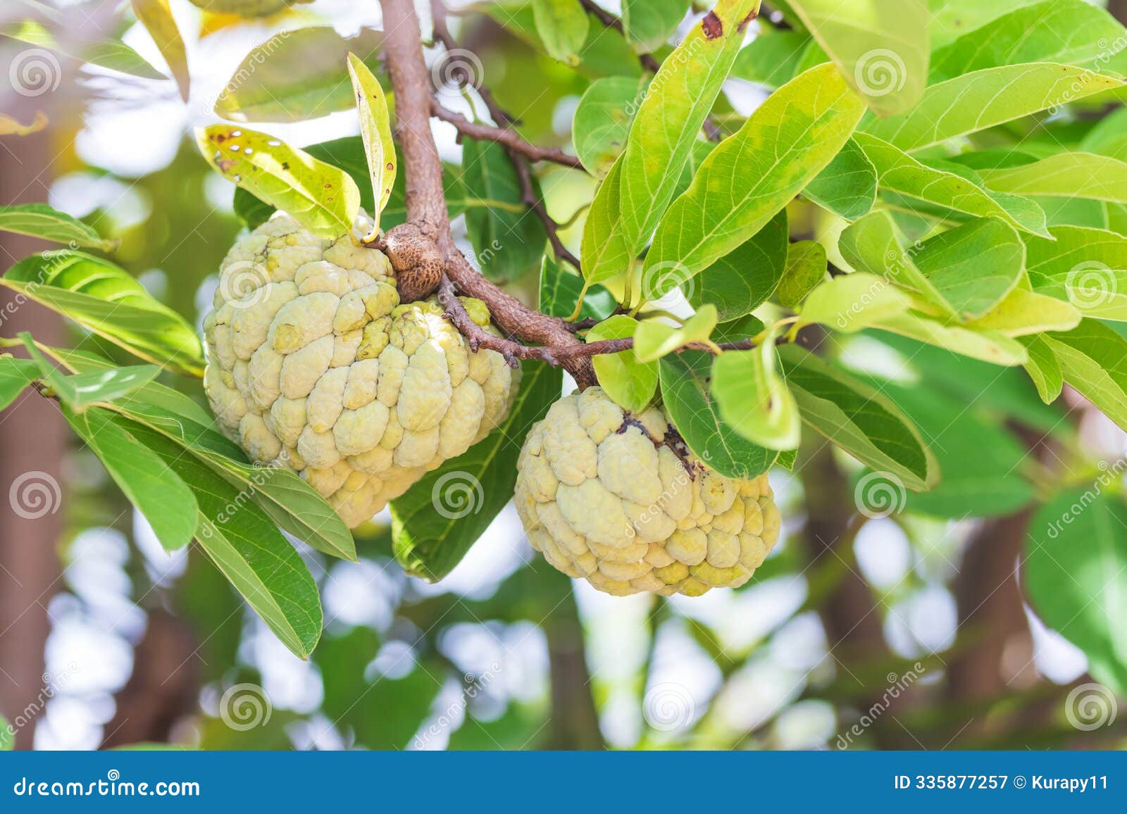 Annona on Tree, Custard Apple Fruit Stock Image - Image of custard, tasty: 335877257