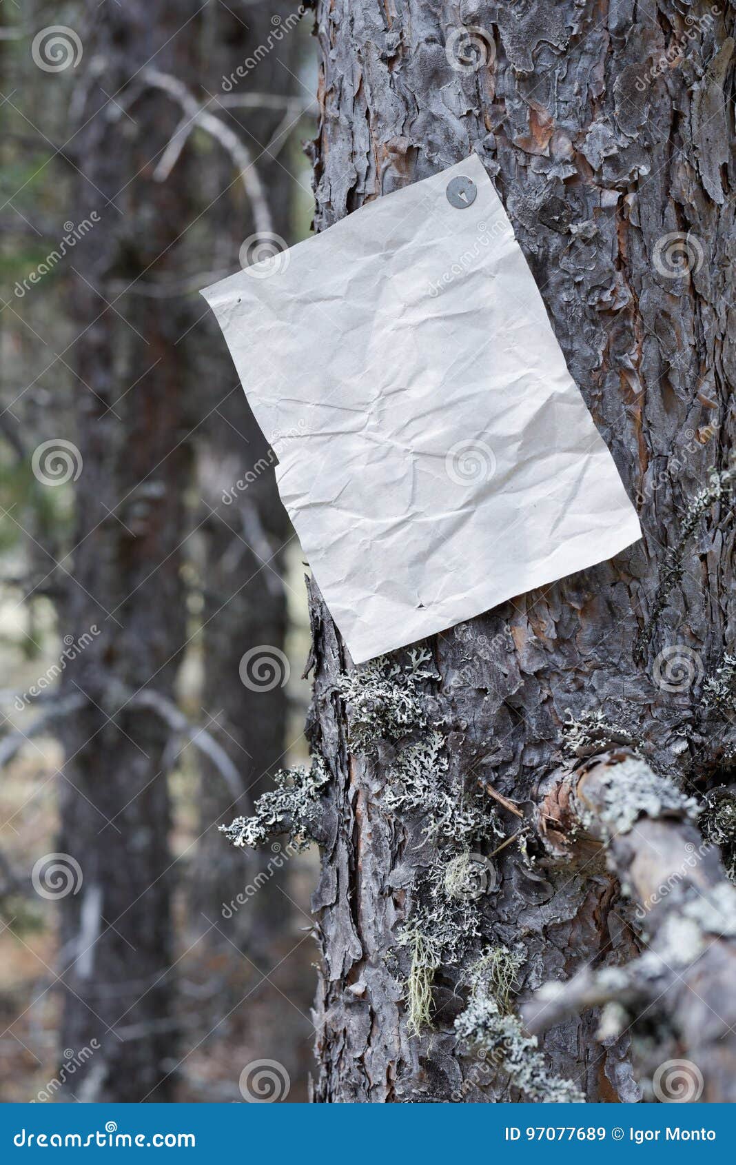 An Announcement, a Letter, a Message on a Tree in the Forest Stock ...