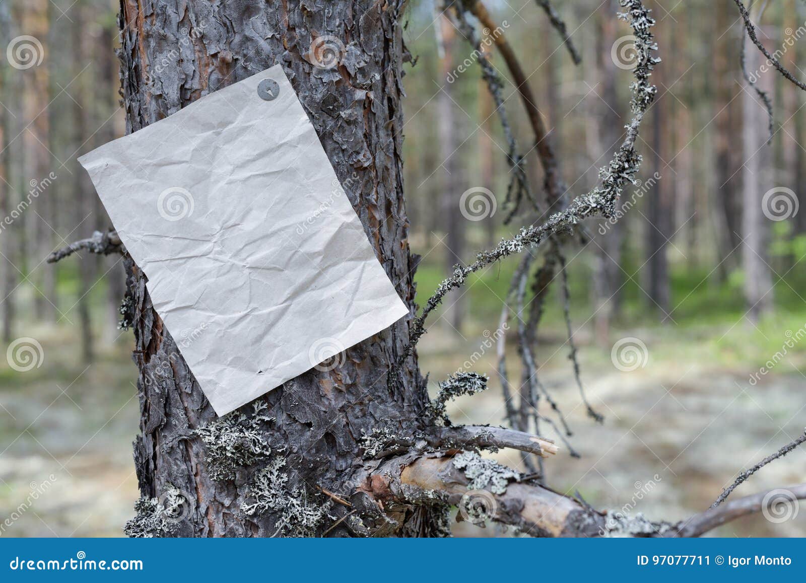 An Announcement, a Letter, a Message on a Tree in the Forest Stock ...