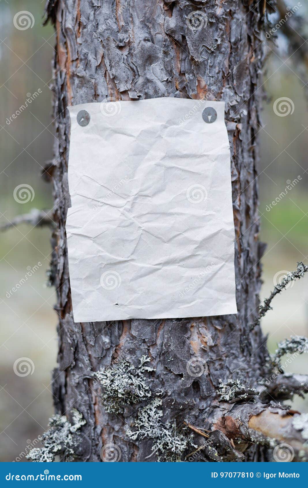 An Announcement, a Letter, a Message on a Tree in the Forest Stock ...