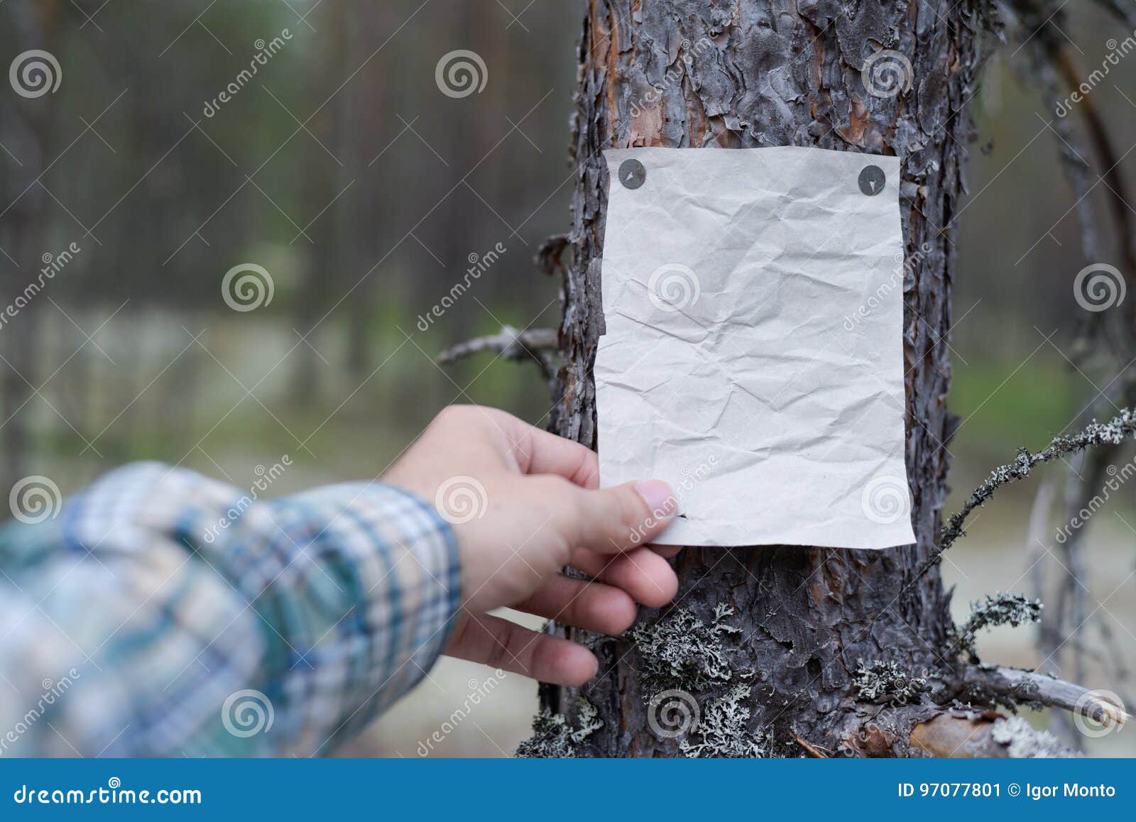 An Announcement, a Letter, a Message on a Tree in the Forest. Stock ...