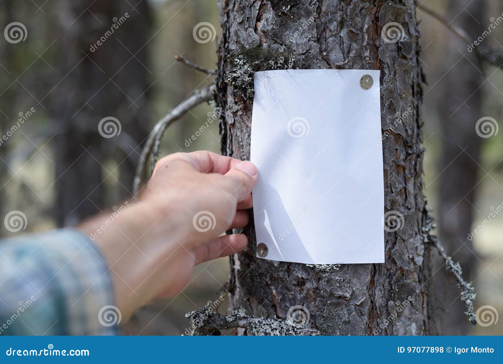 An Announcement, a Letter, a Message on a Tree in the Forest. Stock ...