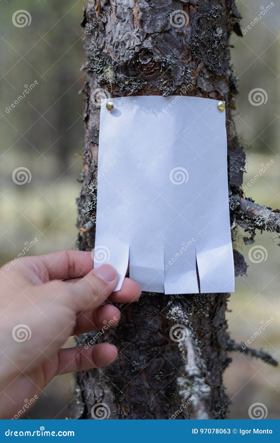 An Announcement, a Letter, a Message on a Tree in the Forest. Stock ...