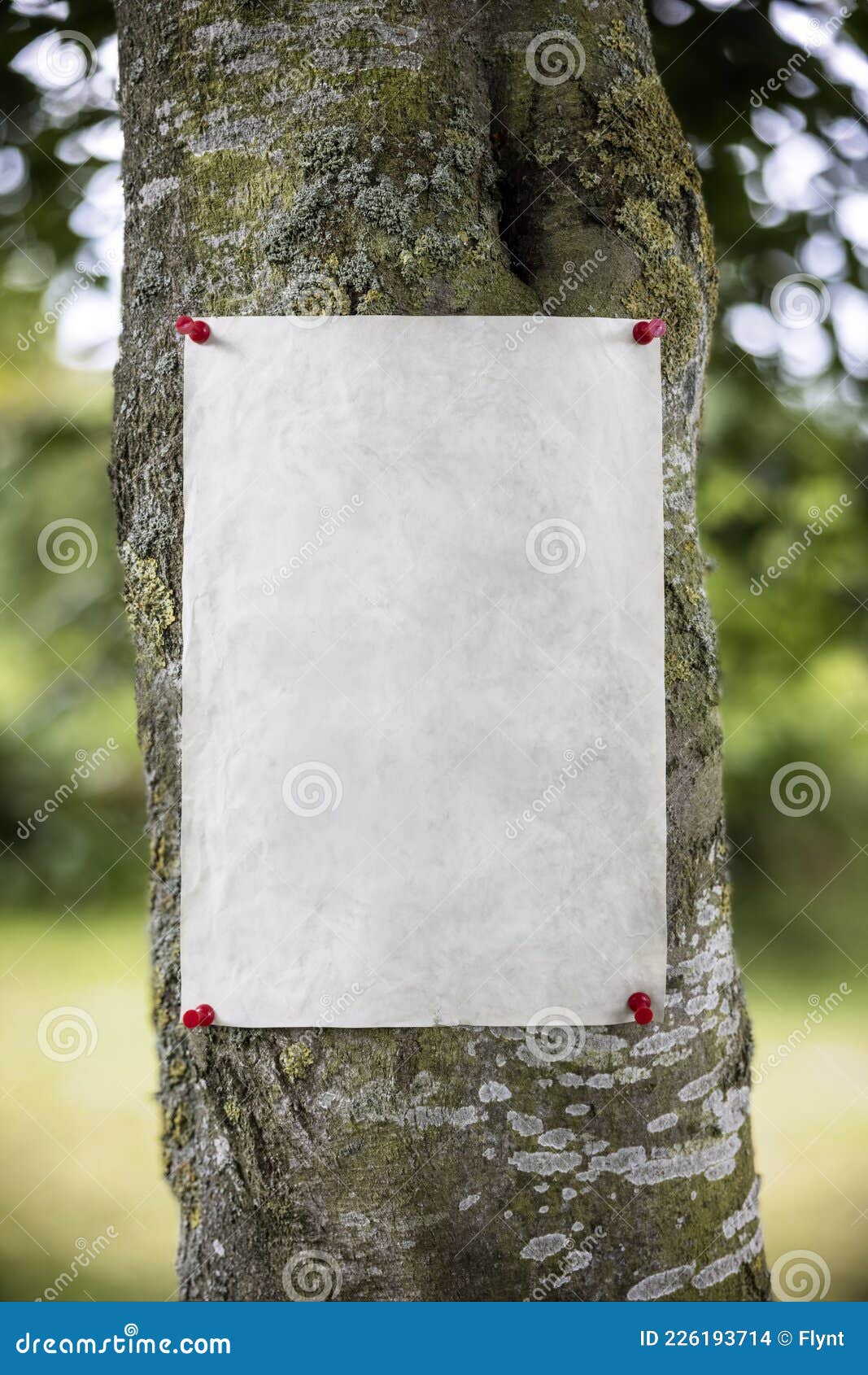 20,717 Sign Blank Tree Photos - Free & Royalty-Free Stock Photos from ...