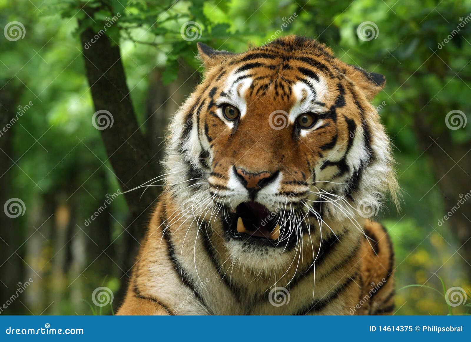 Annoyed Bengal Tiger stock image. Image of bengal, animal - 14614375