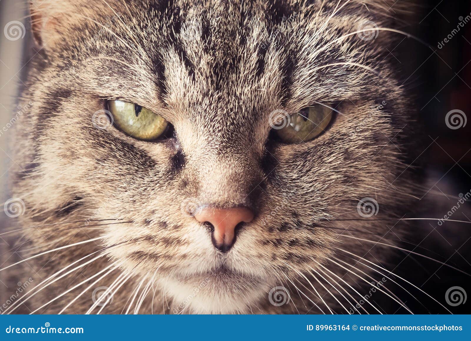 Annoyed Cat Picture. Image: 89963164