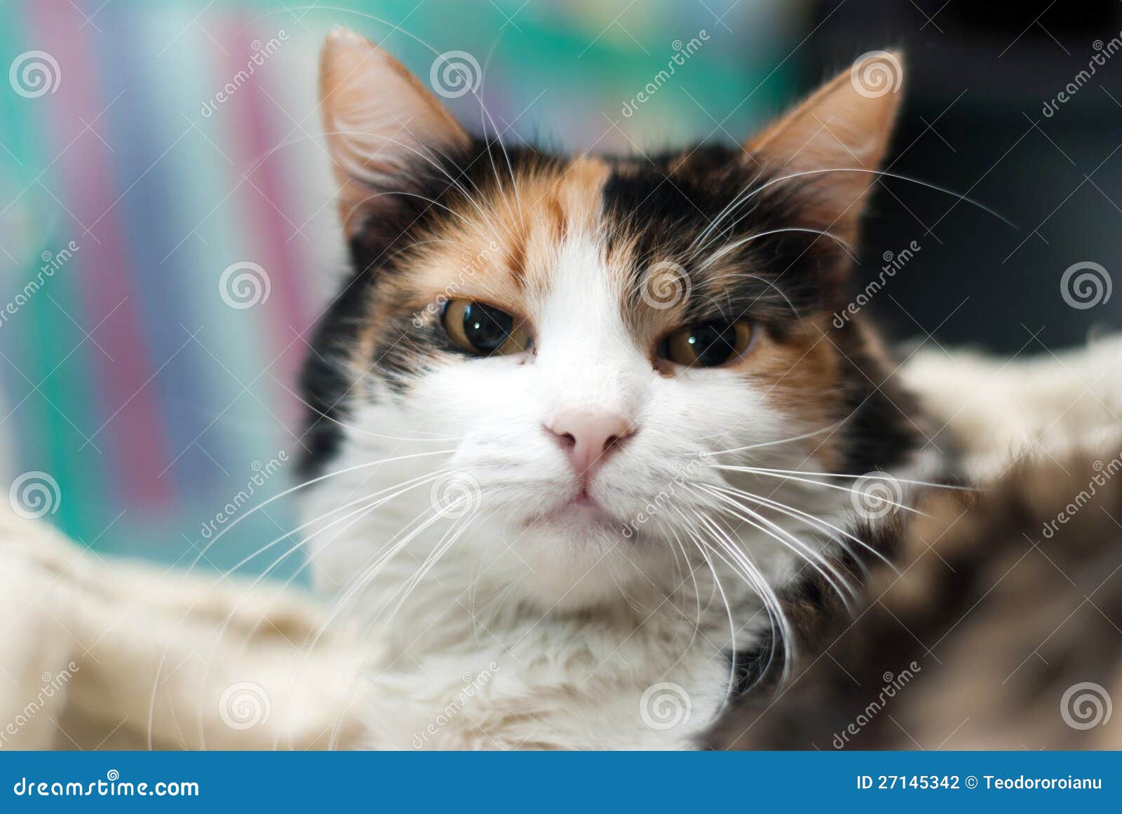 Annoyed cat portrait stock photo. Image of hairs, fluffy - 27145342