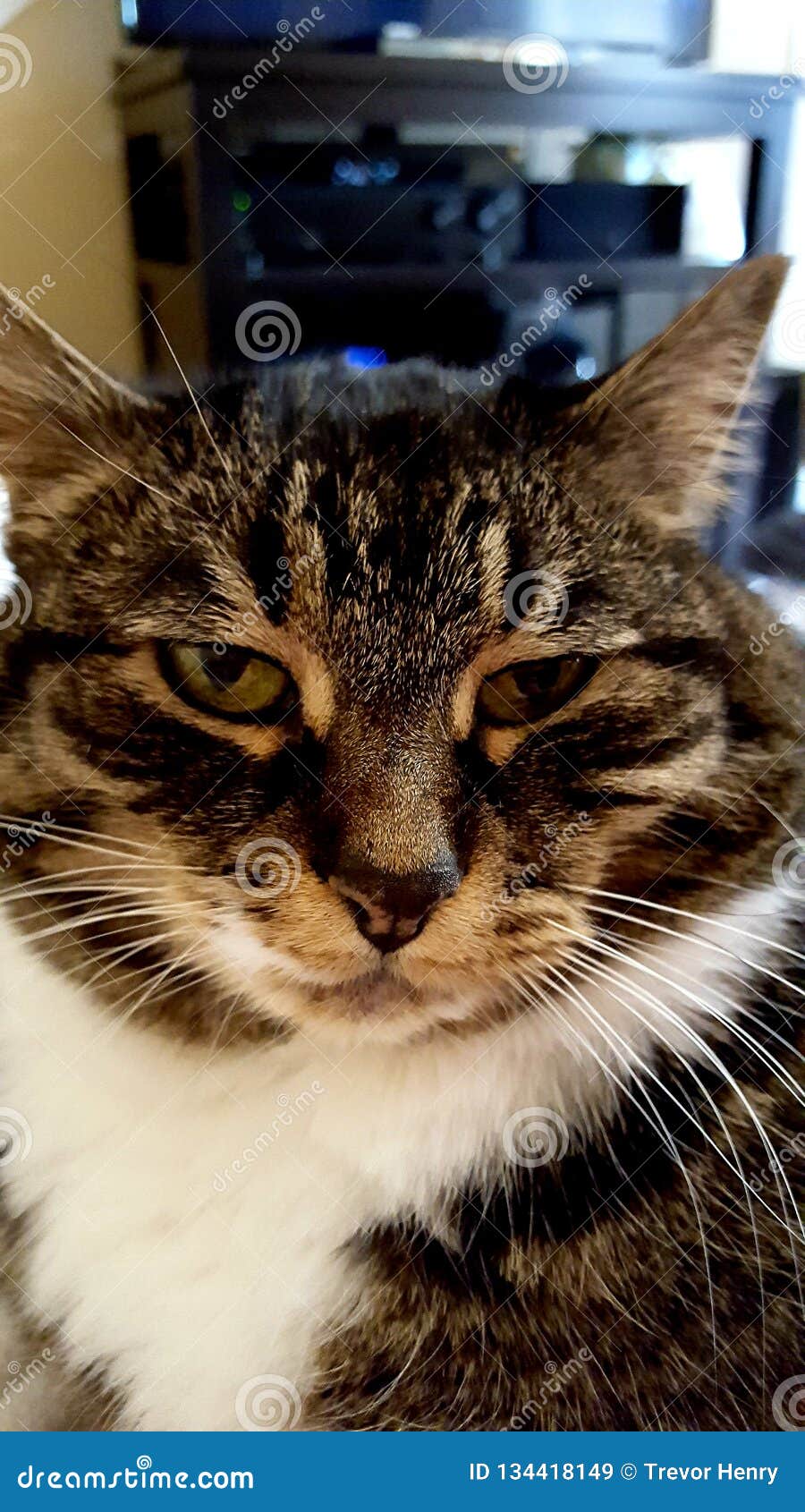 Annoyed cat stock image. Image of indoors, annoyed, tabby - 134418149