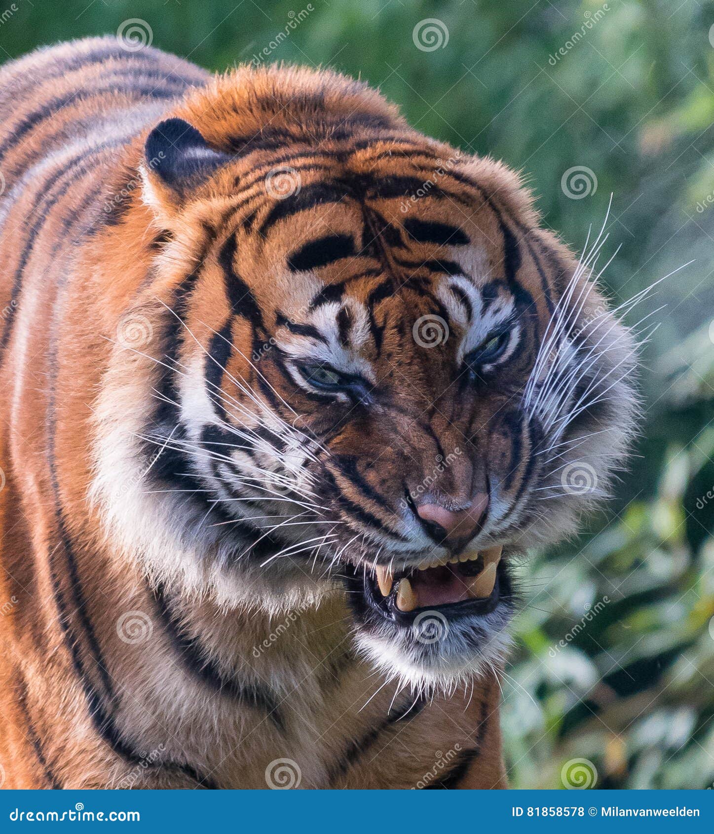 Annoyed kitty stock photo. Image of tiger, angry, endangered - 81858578